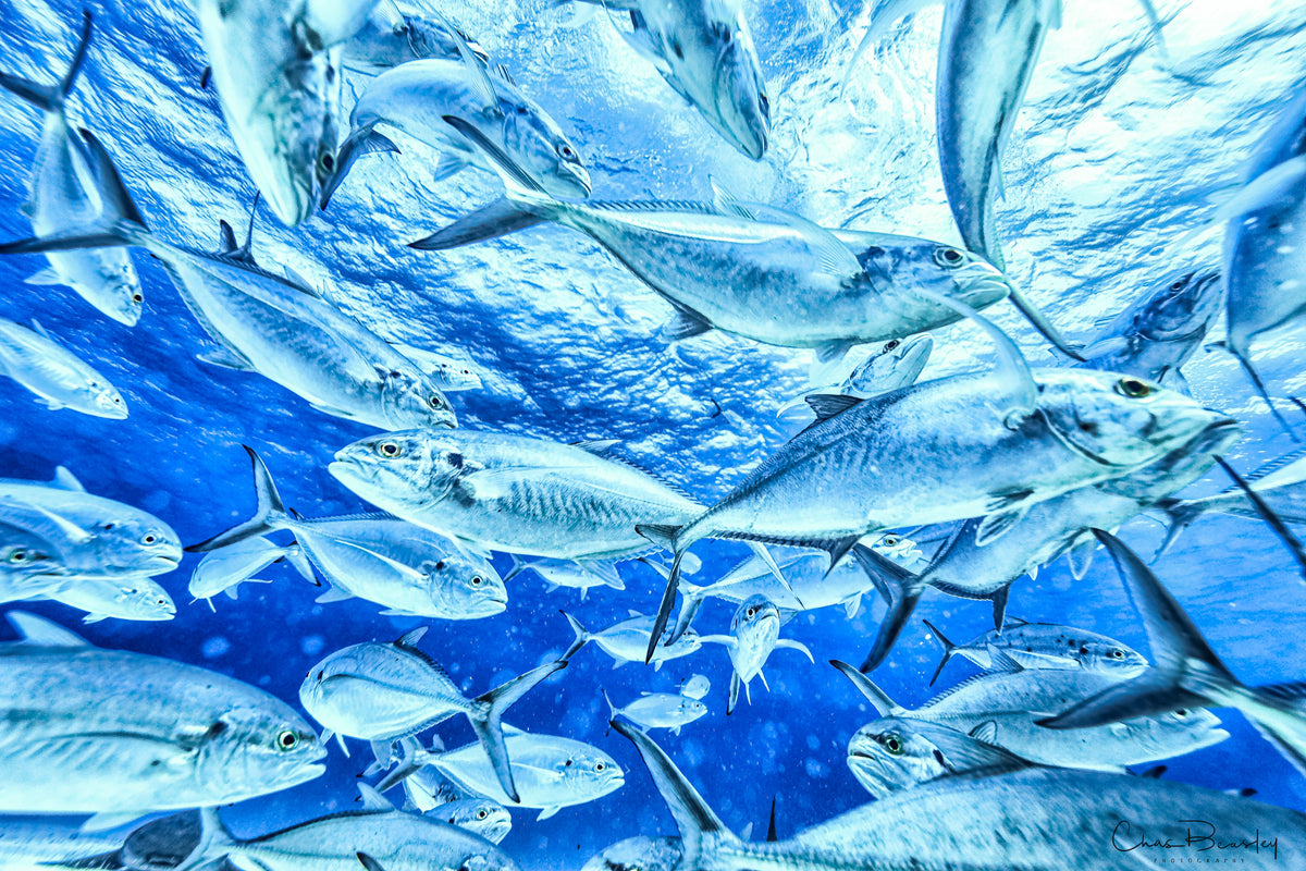 Marine Life – Chas Beasley Photography