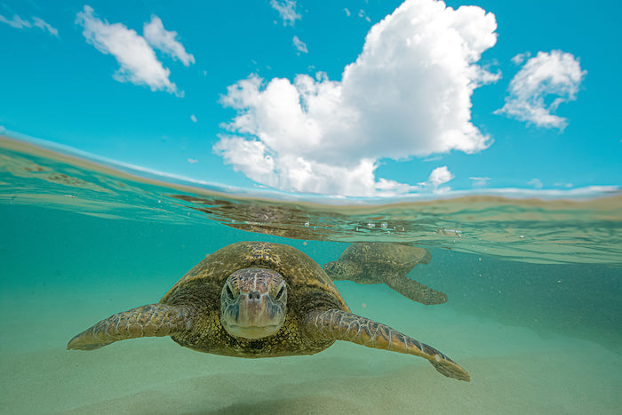 Honu – Chas Beasley Photography