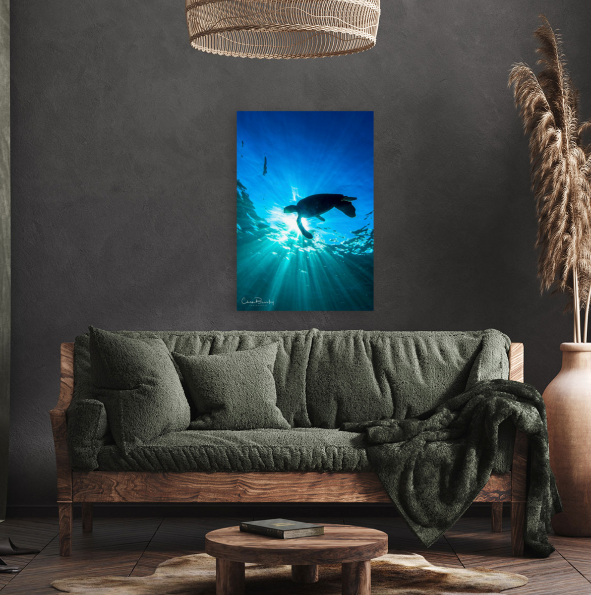 The Sun Honu – Chas Beasley Photography