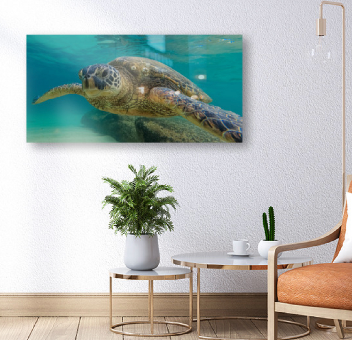 Honu Gliding – Chas Beasley Photography